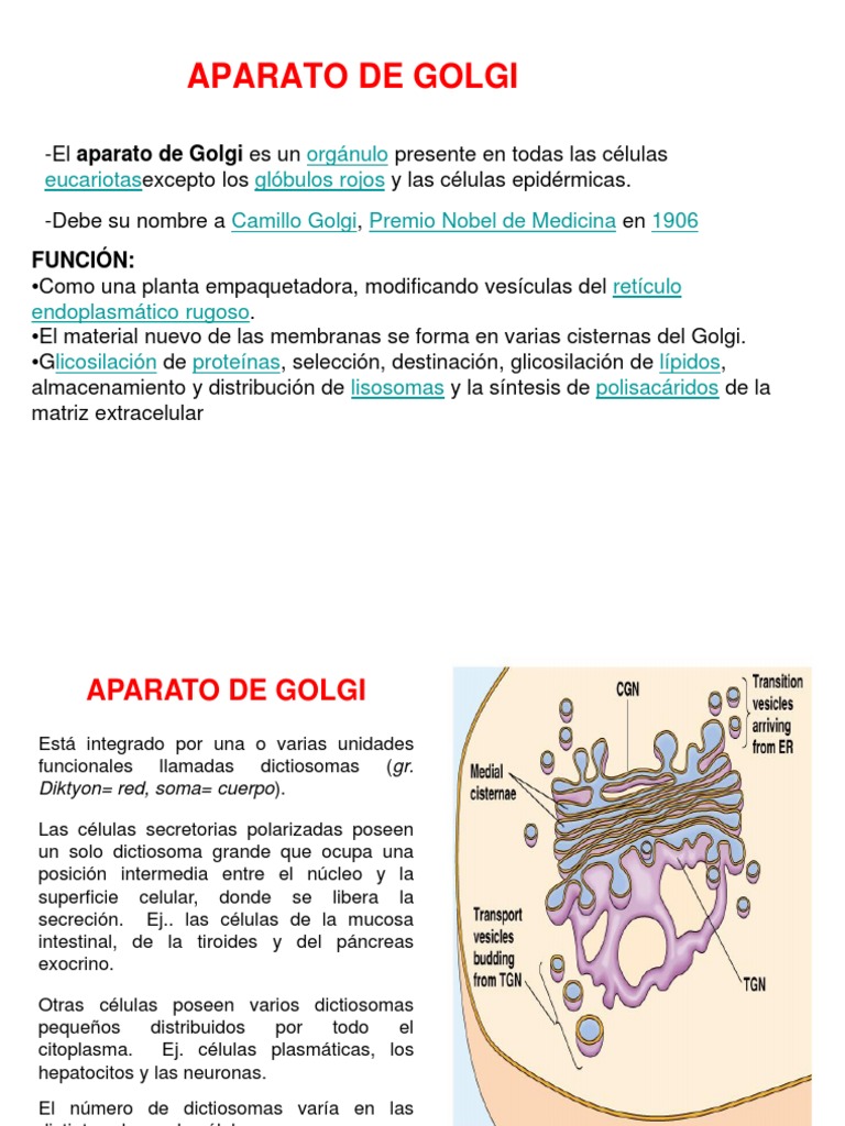 Aparato de Golgi: Función y procesos | PDF | Anatomía Celular | Bioquímica