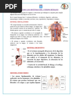 11 Sistemas del Cuerpo Humano Explicados | PDF