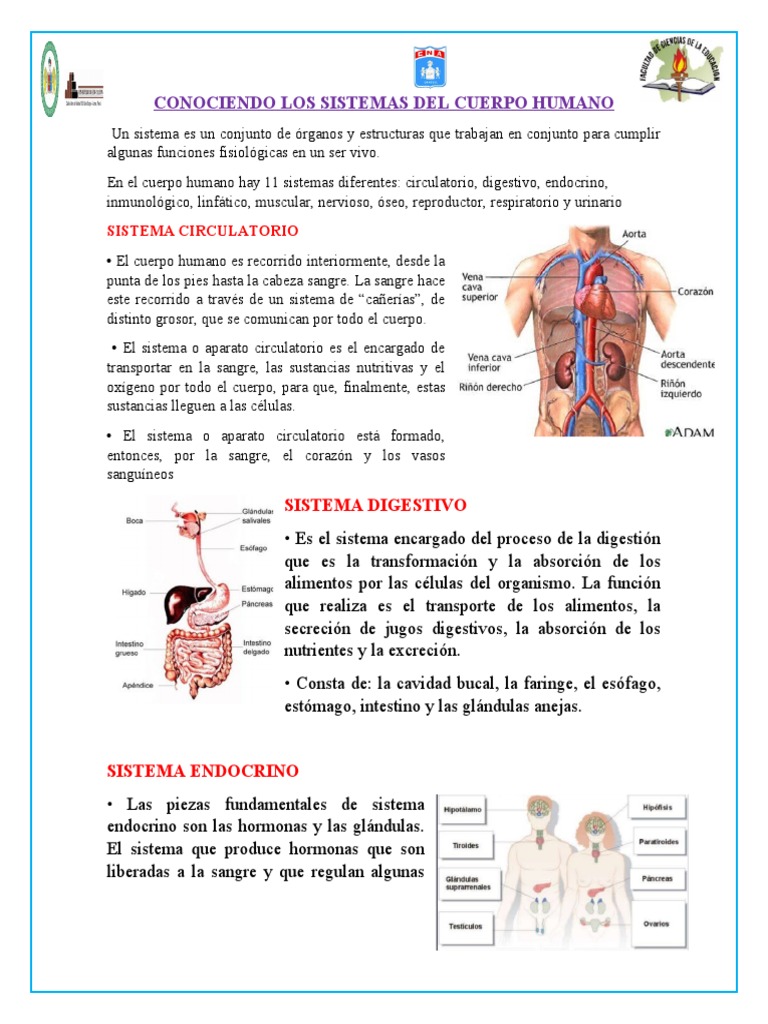 Conociendo Los Sistemas Del Cuerpo Humano | PDF | Sistema linfático ...