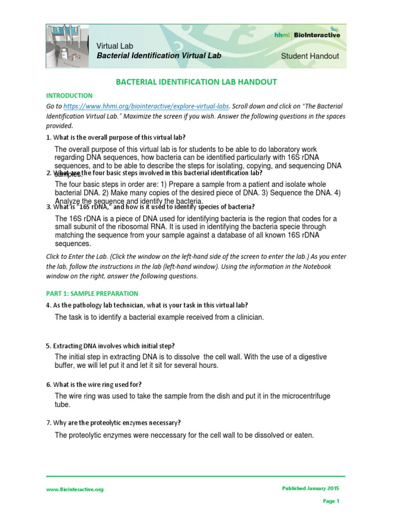 Bacterial Identification Lab Handout Worksheet For Students | PDF ...