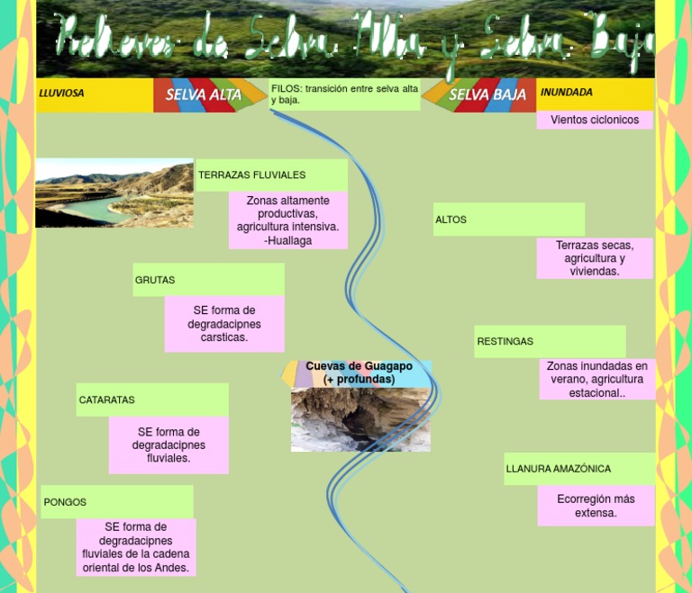 Infografía Sobre La Selva Alta y Baja | PDF