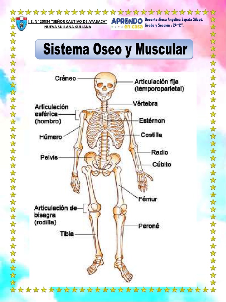 Ficha de Sistema Oseo y Muscular | PDF