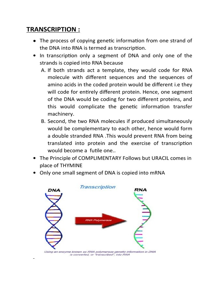 Transcription Notes Class 12 | Download Free PDF | Rna | Messenger Rna