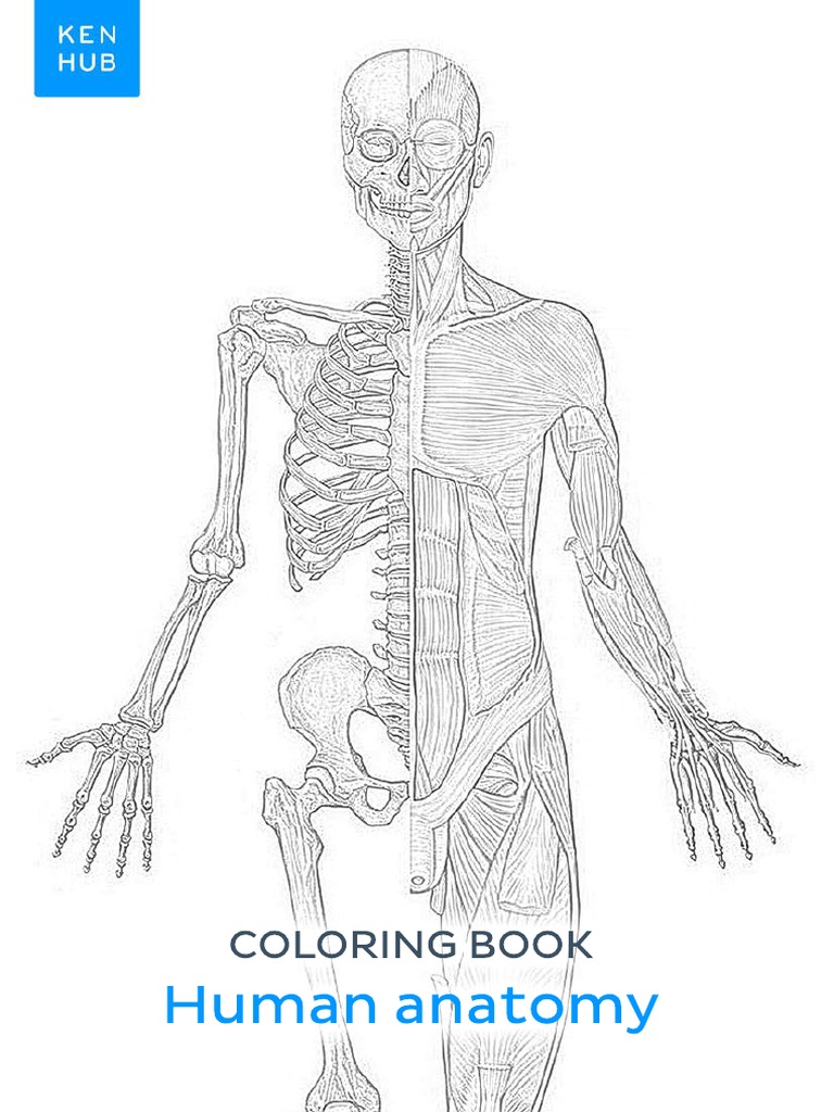 Human Anatomy: Colori NG Book | PDF