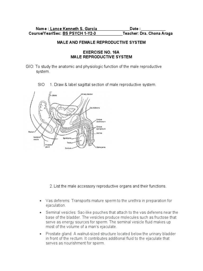 WEEK 17 LAB EXERCISE - Reproductive System (Male & Female) | PDF ...