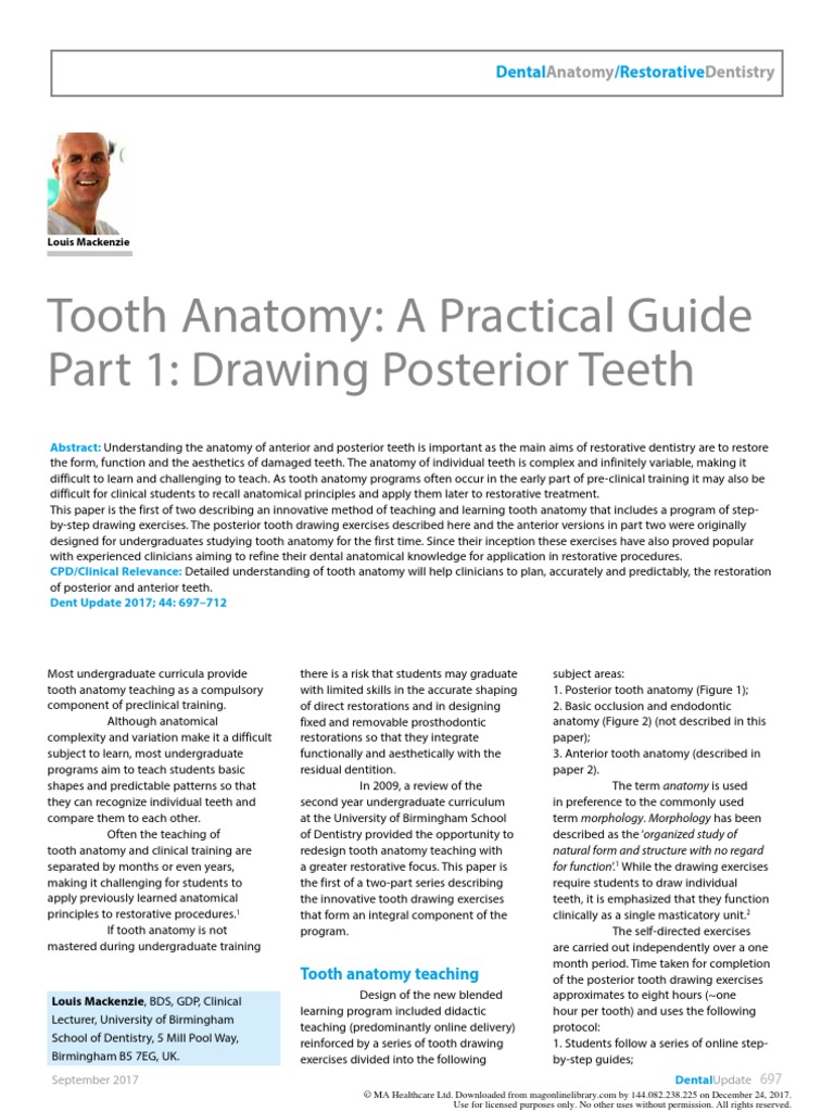 Tooth Anatomy: A Practical Guide Part 1: Drawing Posterior Teeth | PDF ...