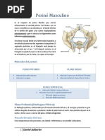 Anatomía del músculo elevador del ano | PDF | Pelvis