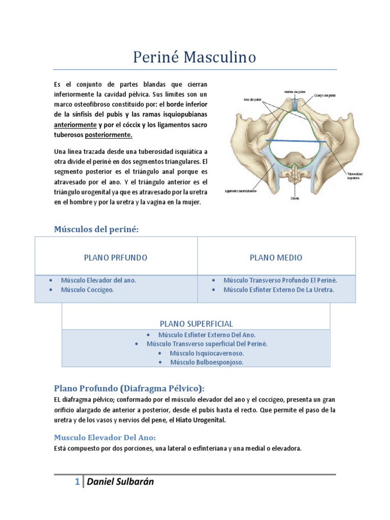 Perine Masculino | PDF | Pelvis | Anatomía