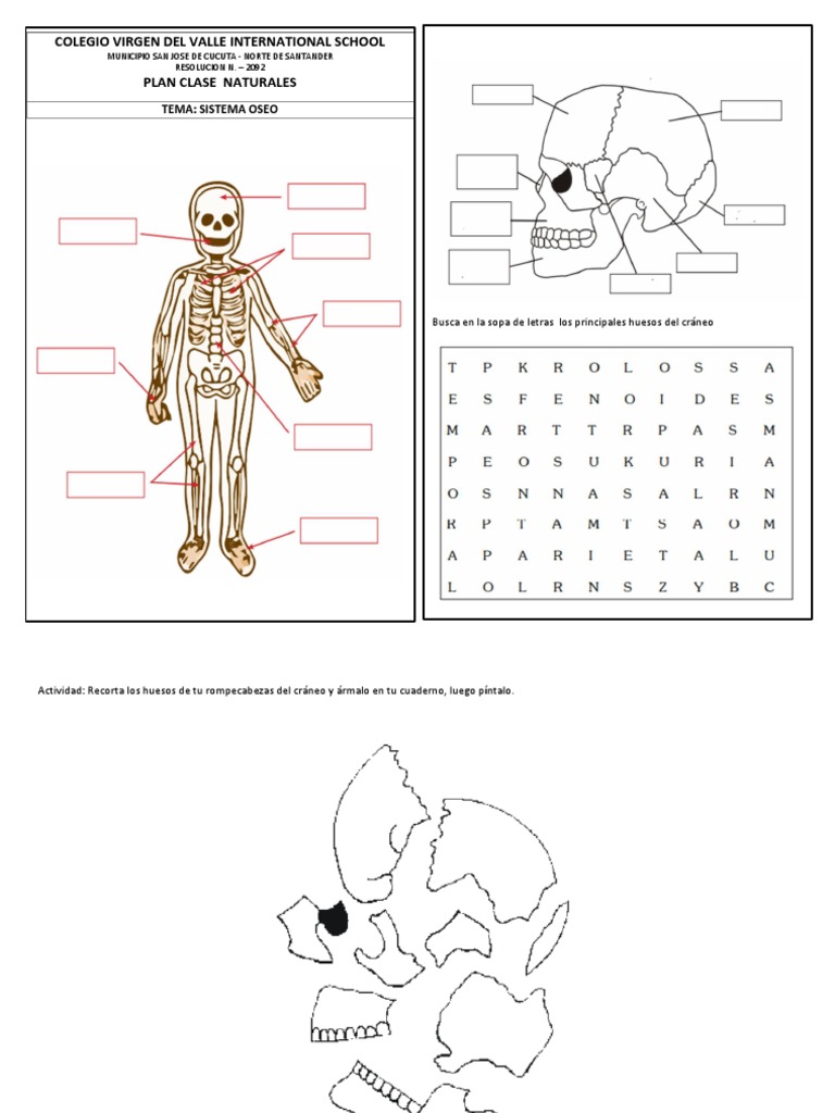 Actividades sobre el Sistema Óseo | PDF
