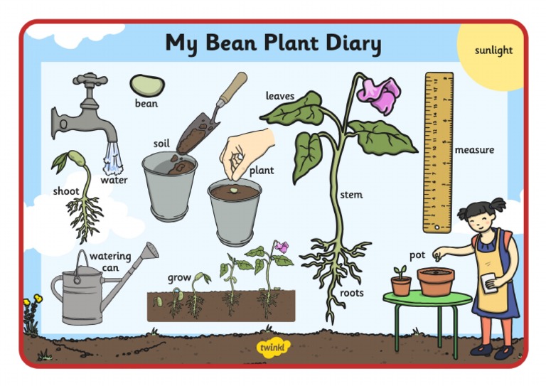 Word Mat Bean Plant Diary | PDF