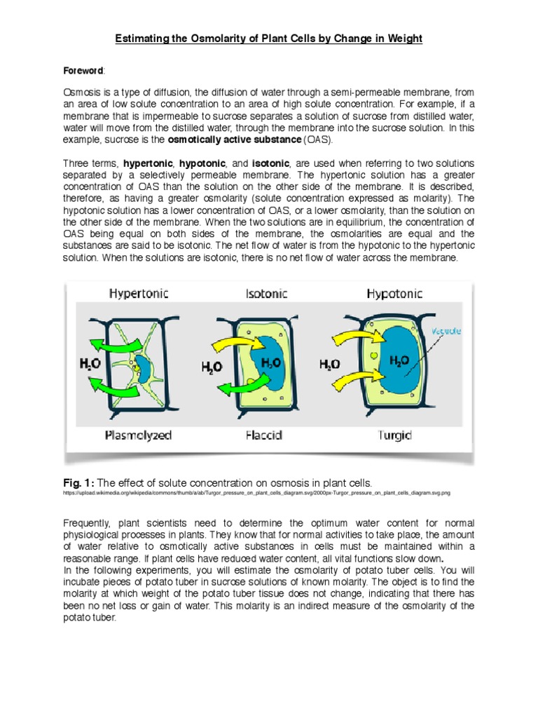 Osmosis Lab Potato | PDF | Osmosis | Biology