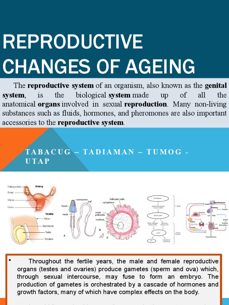 Reproductive Changes of Ageing: System | PDF
