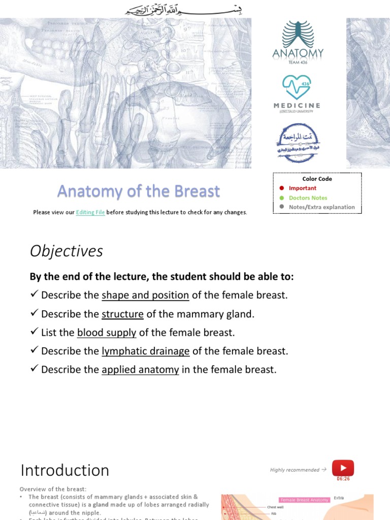 Anatomy of the Female Breast: A Comprehensive Guide to Structure ...