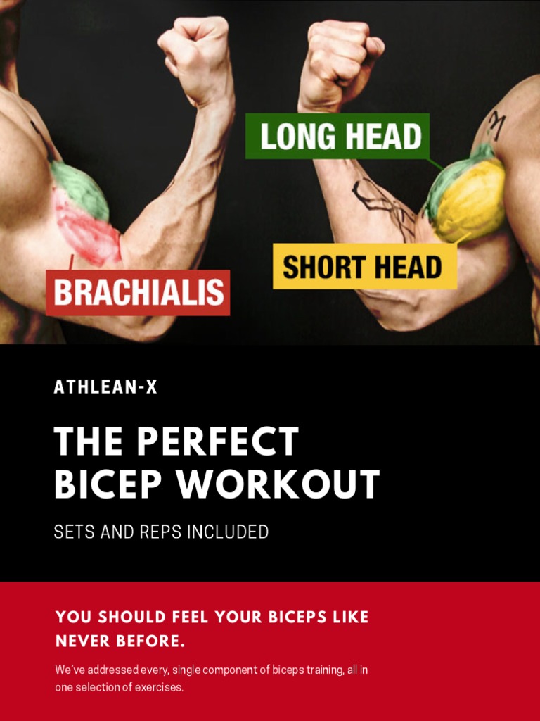 The Perfect Bicep Workout (2019) | PDF | Elbow | Musculoskeletal System