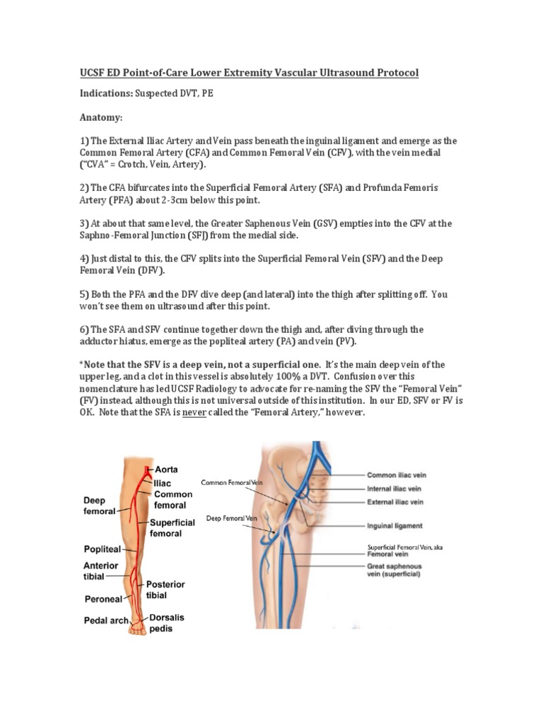 UCSF ED US Protocol LE Venous - Final | PDF | Vein | Lower Limb Anatomy