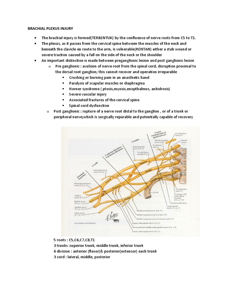 Brachial Plexus Injury | PDF | Anatomical Terms Of Motion | Elbow