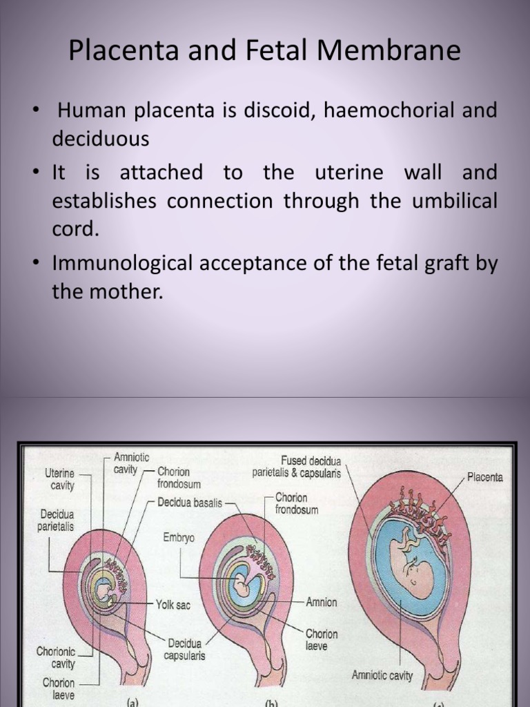 Placenta and Fetal Membrane-6614 | PDF | Placenta | Circulatory System