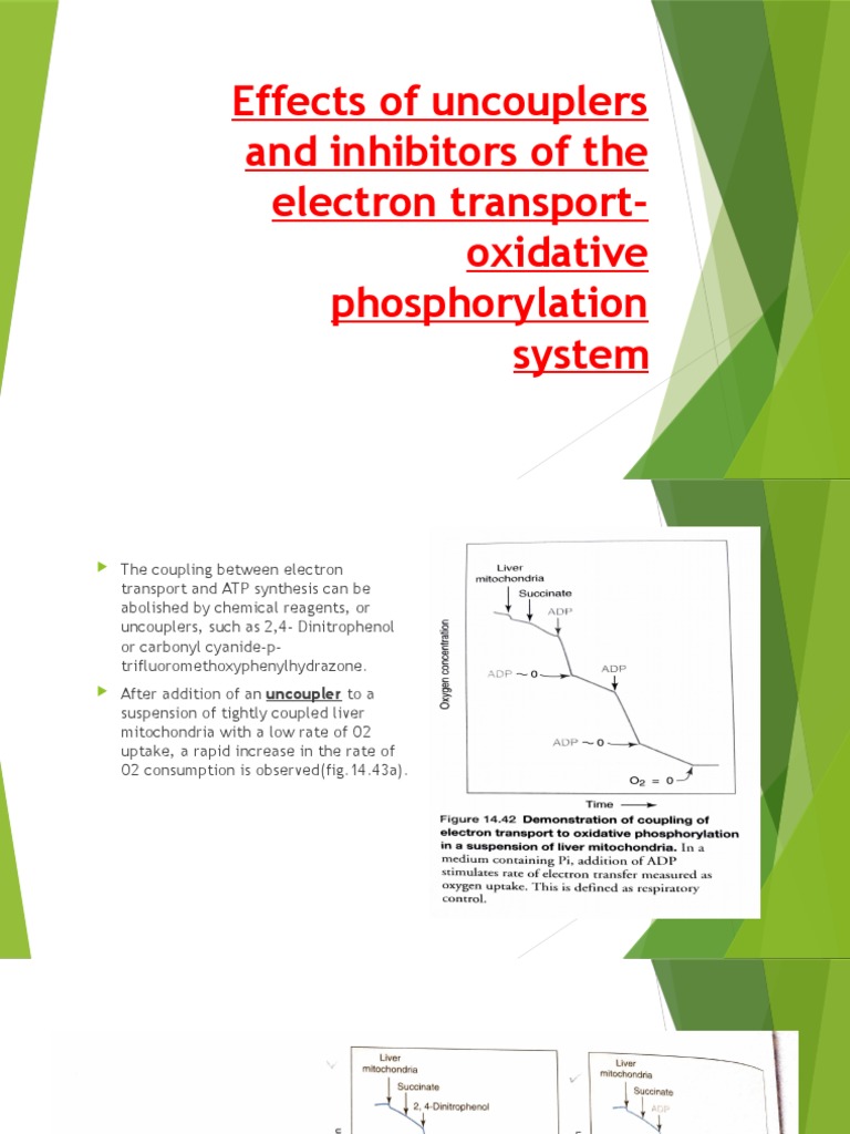 Effects of Uncouplers and Inhibitors of The Electron Transport ...