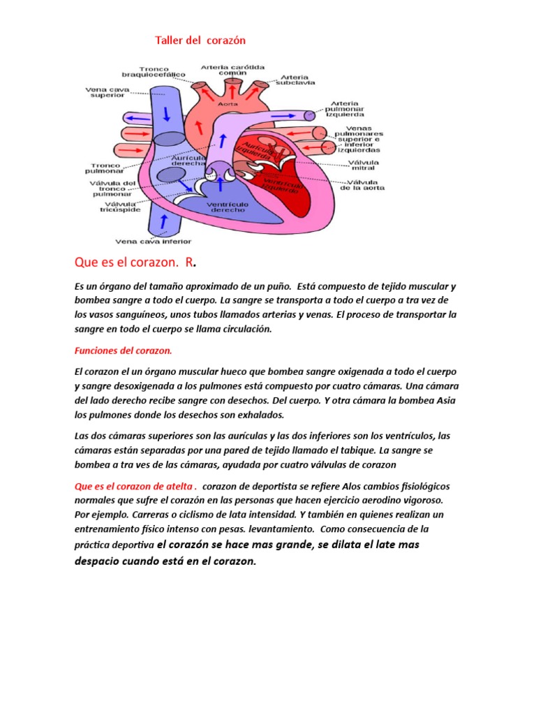 Que Es El Corazon | PDF | Corazón | Sangre