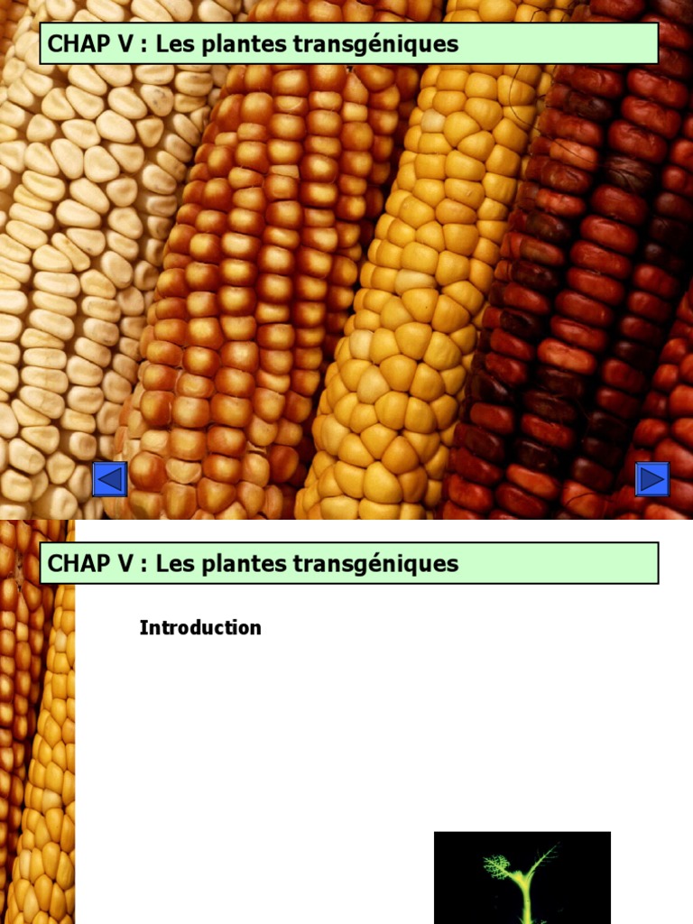 CHAP V les plantes trangéniques | Organisme génétiquement modifié ...