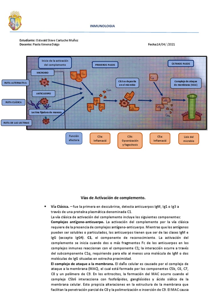 Vías Del Complemento Inmunología | PDF | Sistema complementario | Biología