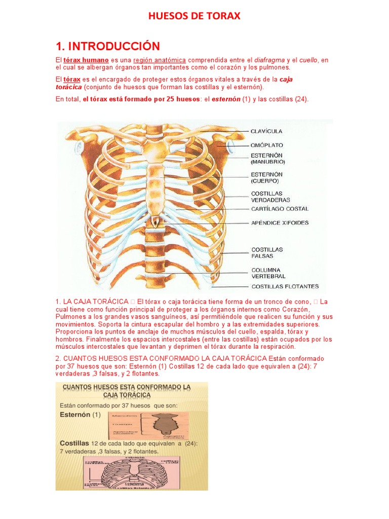Huesos de Torax | PDF | Tórax | Sistema esquelético