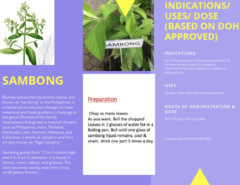 Sambong Plant