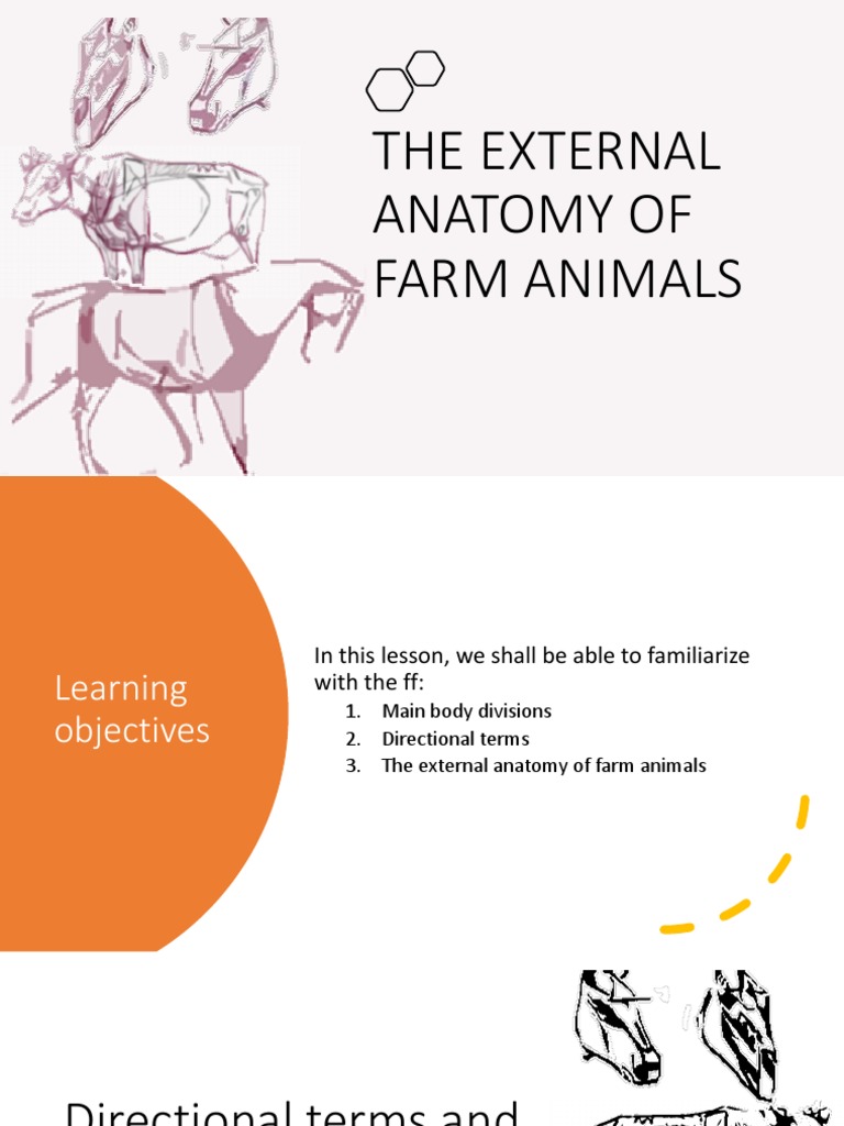 External Anatomy of Farm Animals | PDF | Anatomical Terms Of Location ...