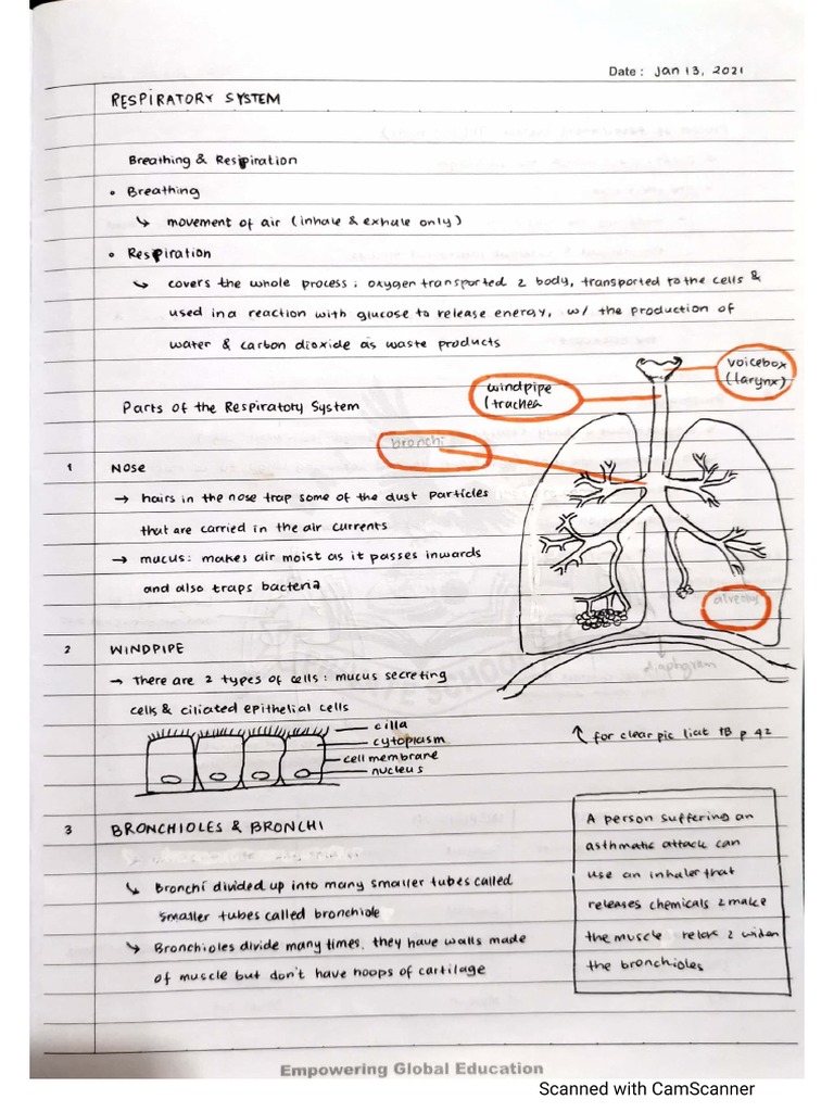 Biology - Respiratory System Notes | PDF
