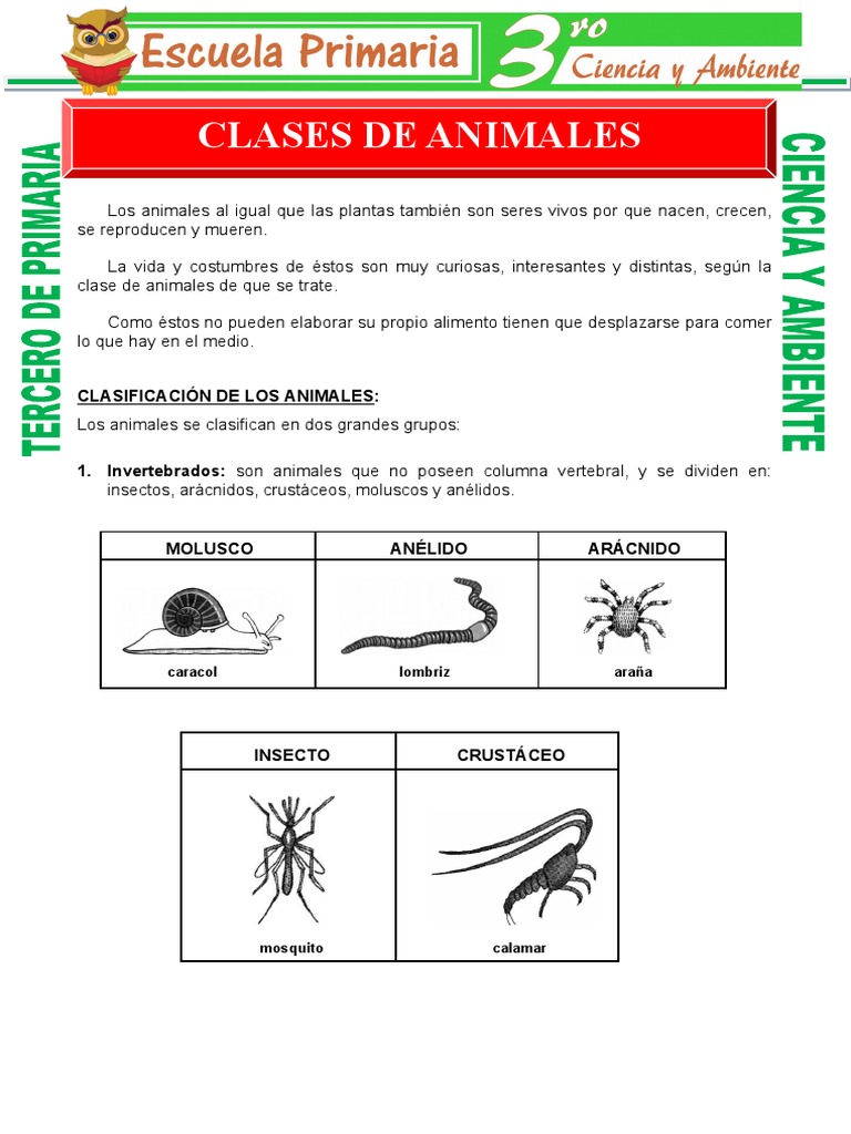 Clases de Animales para Tercero de Primaria | PDF