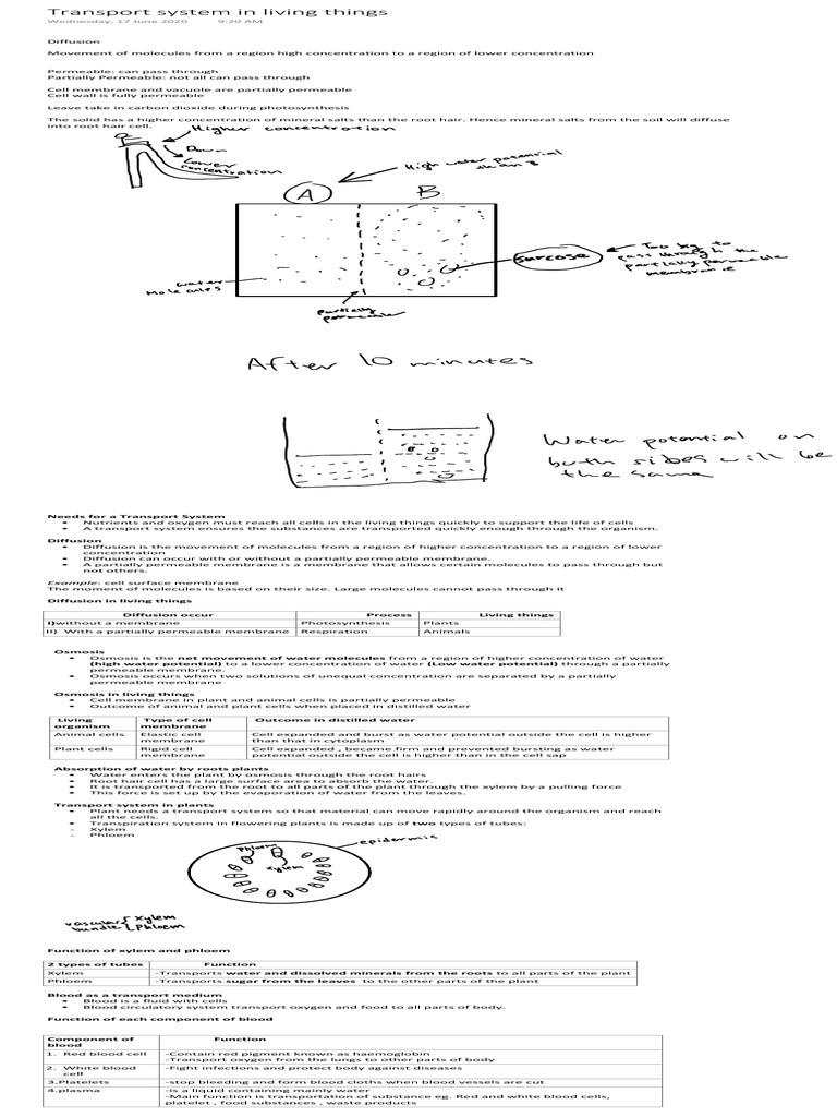 Transport Systems in Living Organisms | PDF | Osmosis | Cell Membrane