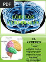 Triptico Teoria de Sistemas | PDF | Hemisferio cerebral | Cerebro