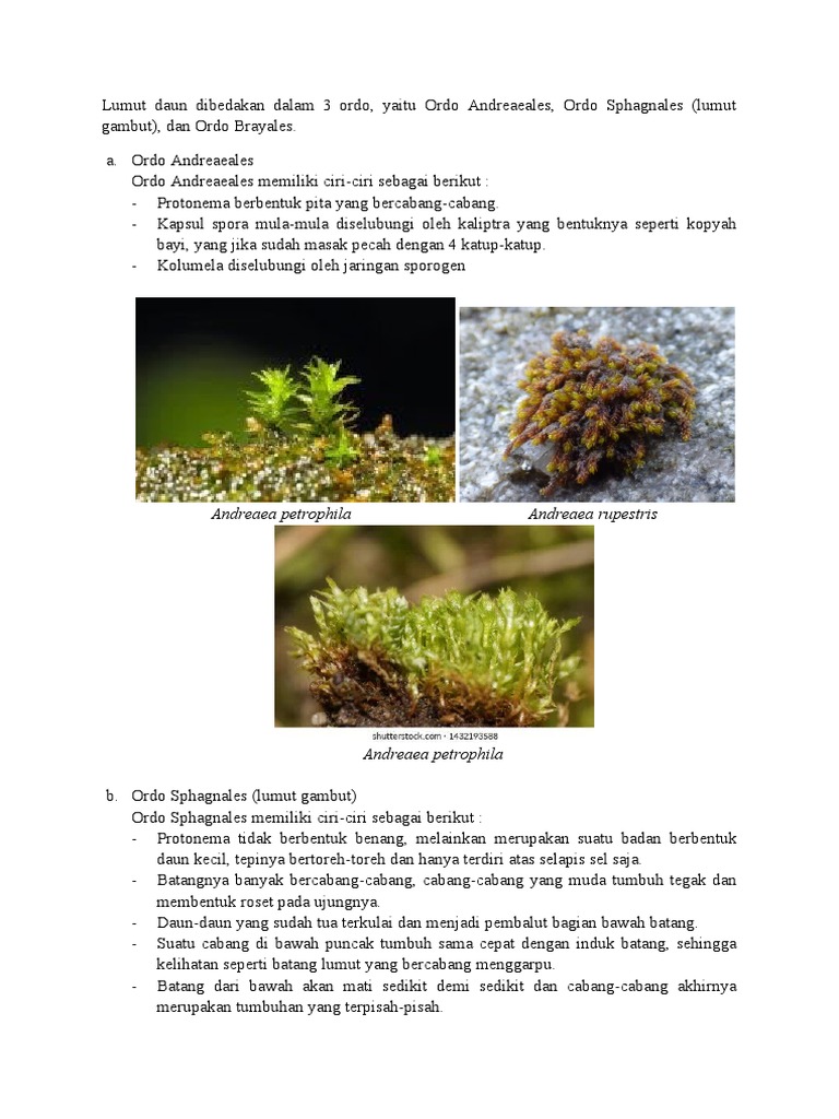 Andreaea Petrophila Andreaea Rupestris | PDF