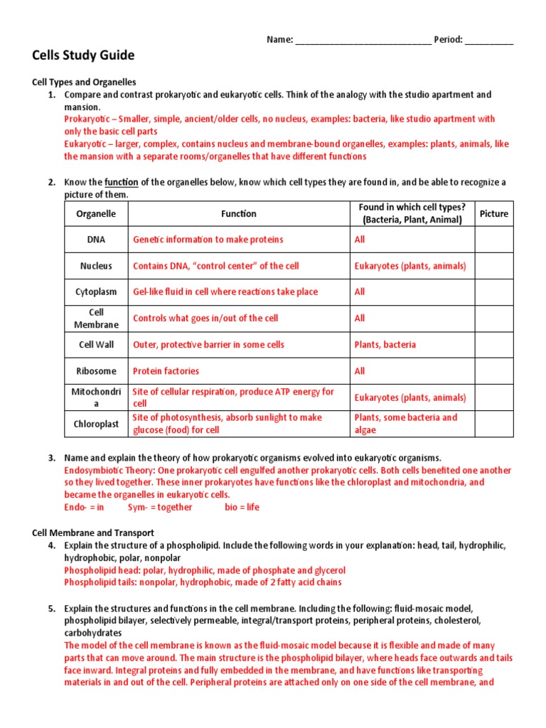 Cells Study Guide 2020 KEY | PDF | Cell Membrane | Mitosis
