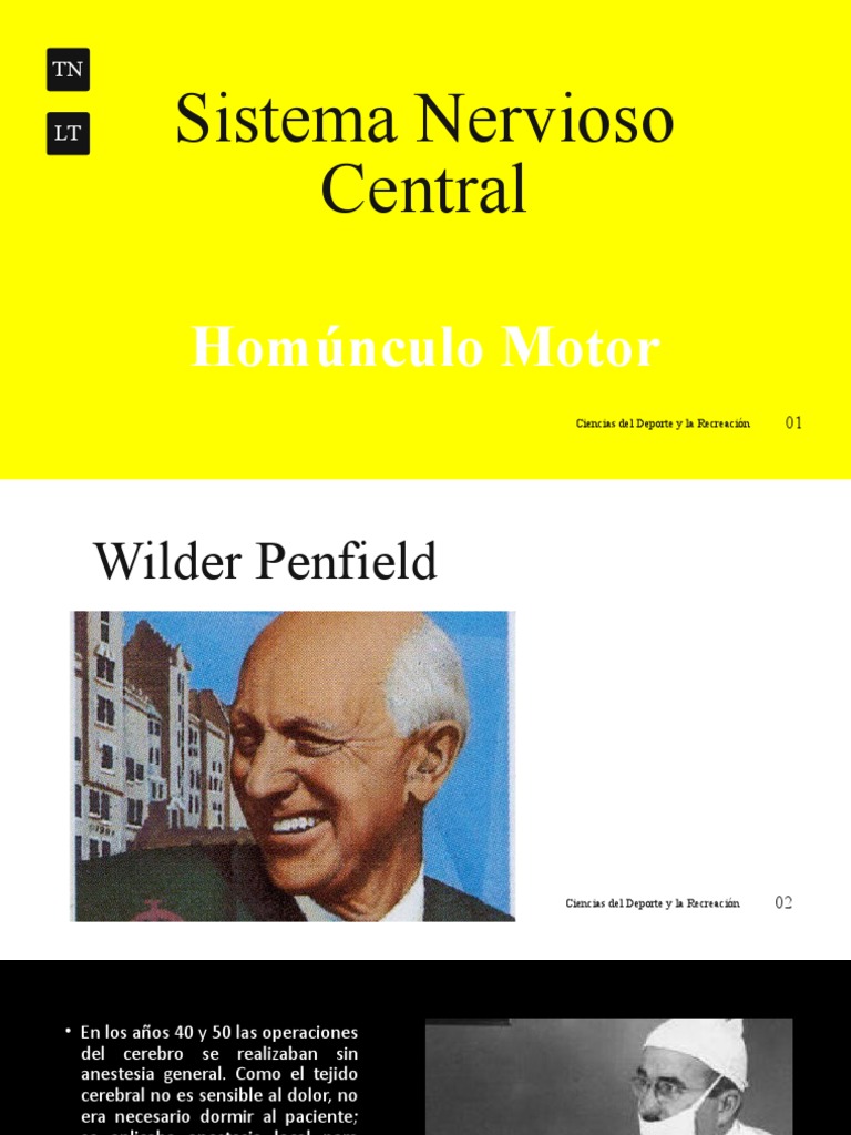 Homunculo MOTOR | PDF | Corteza cerebral | Cerebro