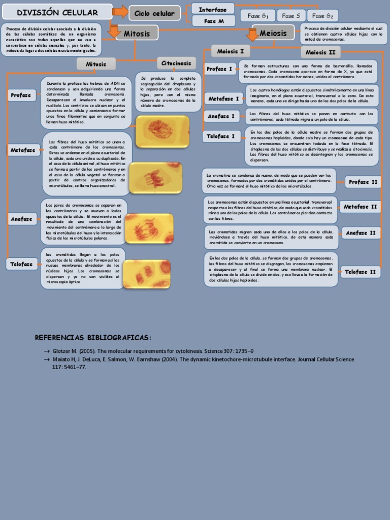 2.división celular-MAPA | PDF | Mitosis | Mitosis