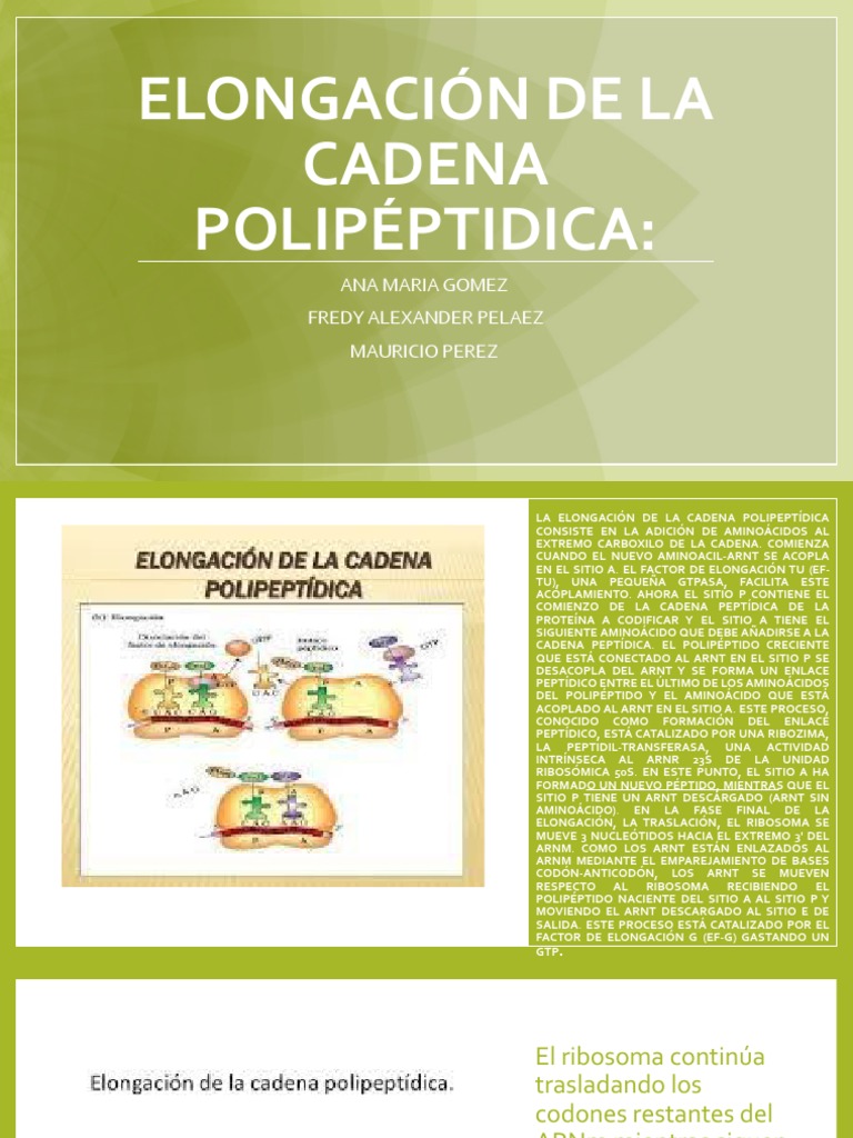 Elongación de La Cadena Polipéptidica | PDF