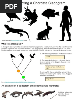 Vertebrate Cladogram Answer Key
