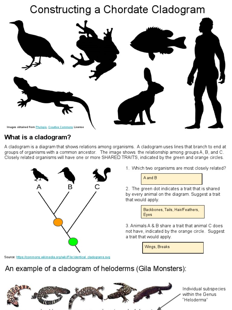 Cladogram Construction Chordates Biology Activity | PDF | Feather | Science