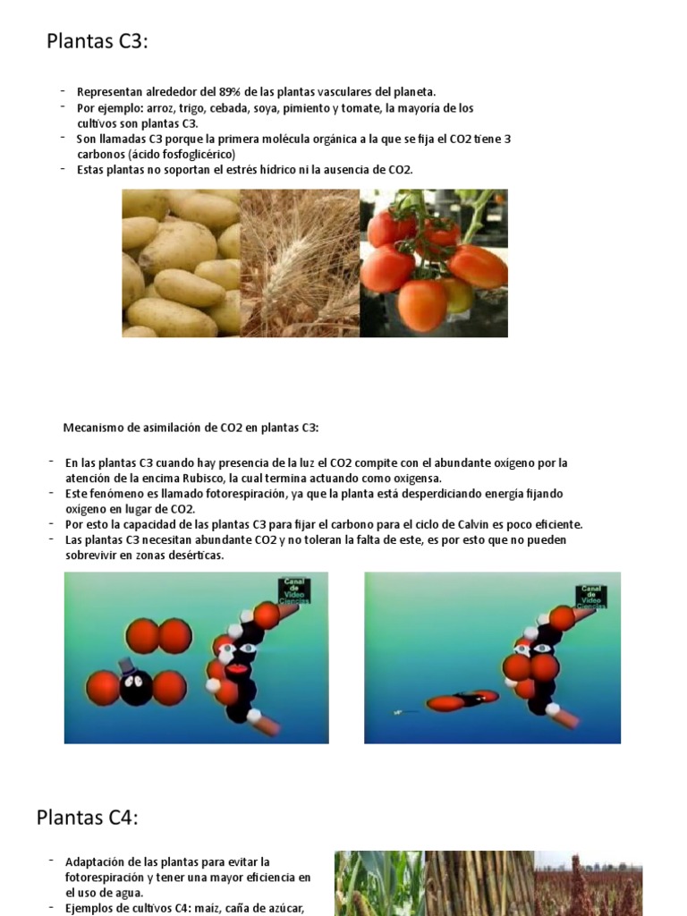 Plantas C3 C4 Y CAM | PDF | Ciencias de la vida | Plantas