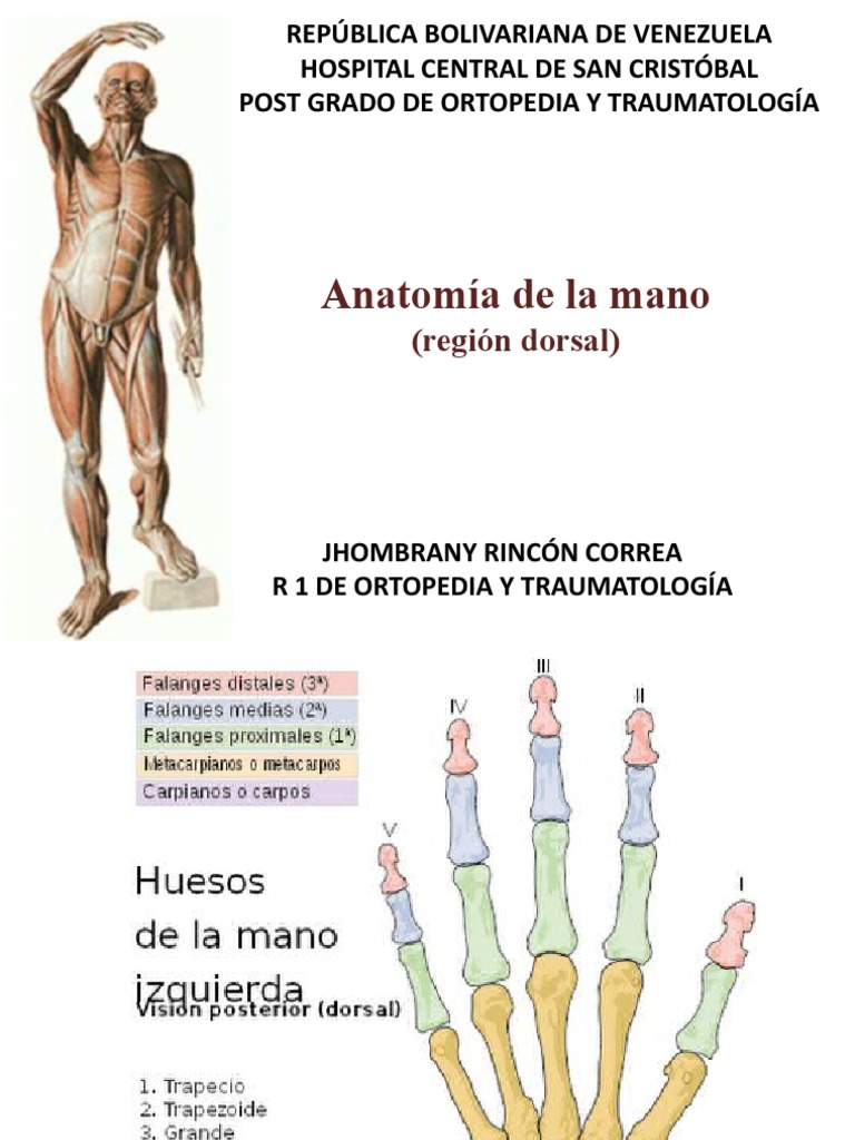 Anatomia de La Mano Dorsal | PDF | Mano | Anatomía humana