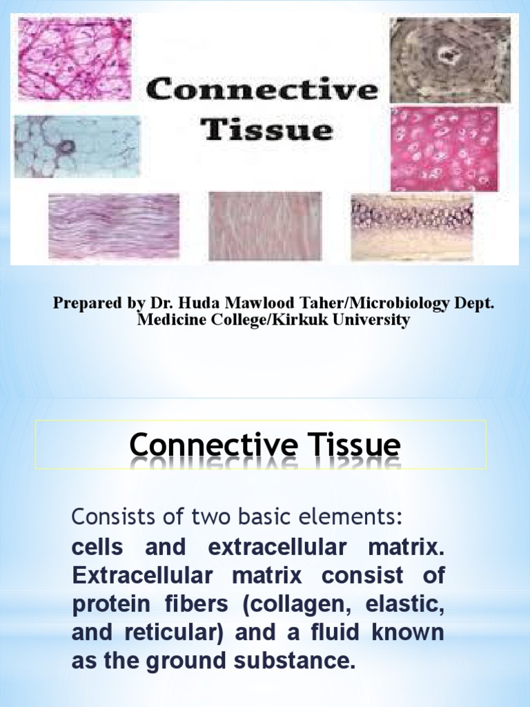Lab Connective Tissue | PDF | Connective Tissue | Tissue (Biology)