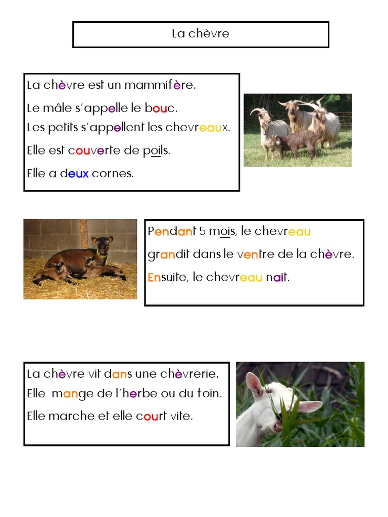 Description de la chèvre et ses caractéristiques | PDF
