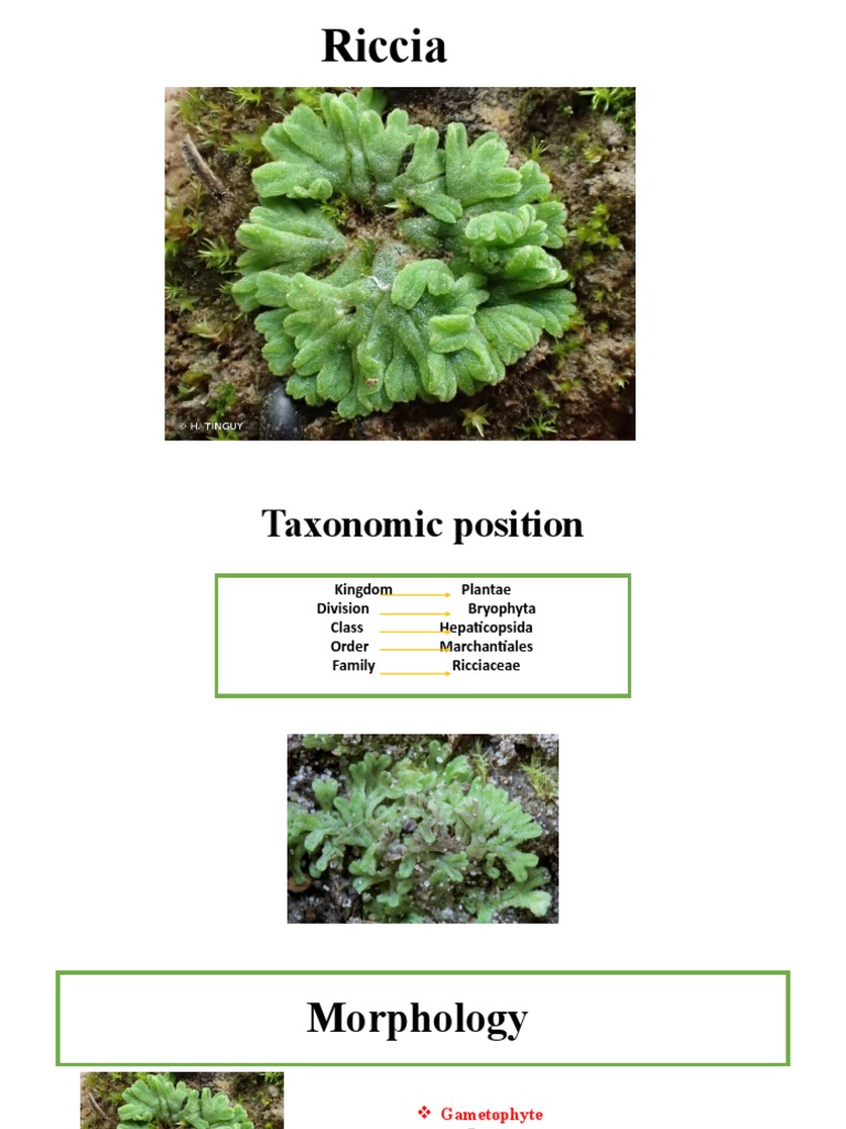 The Taxonomy, Morphology, Anatomy, Reproduction, and Life Cycle of the ...