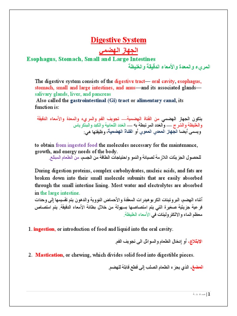 The Digestive System | PDF | Stomach | Human Digestive System