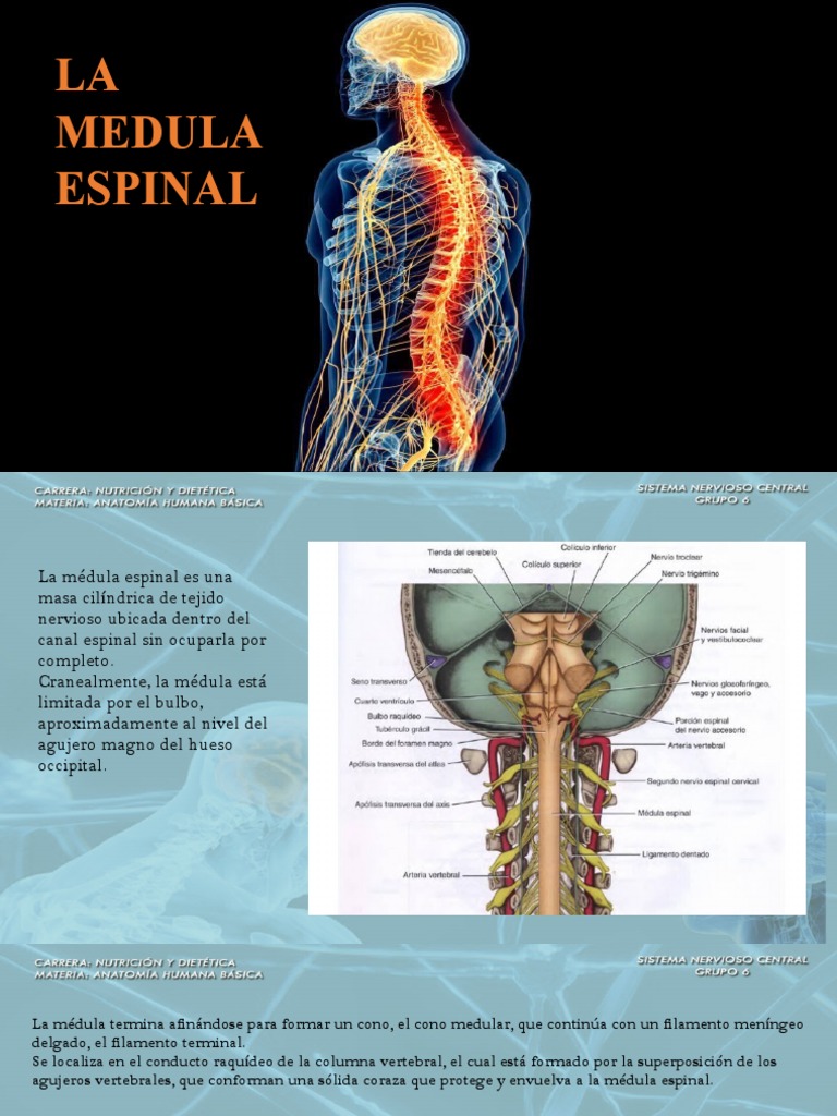 La Médula Espinal | PDF | Médula espinal | Materia blanca