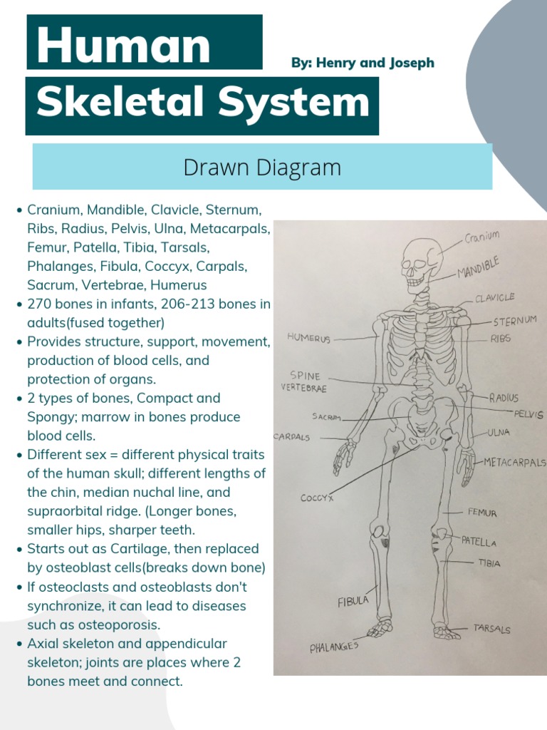 Skeletal System Project | PDF | Skeleton | Bone