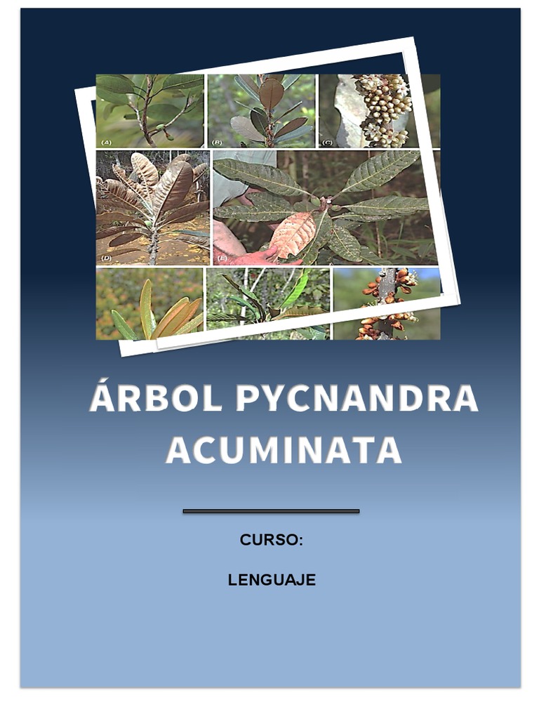 Pycnandra Acuminata | PDF | Biología | Organismos