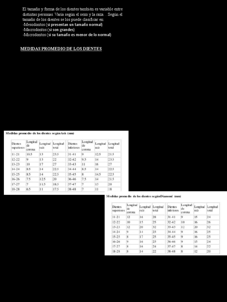 Medidas Promedio de Los Dientes | PDF