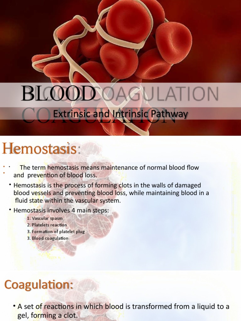 Blood Coagulation Pathways Explained | PDF | Coagulation | Histology